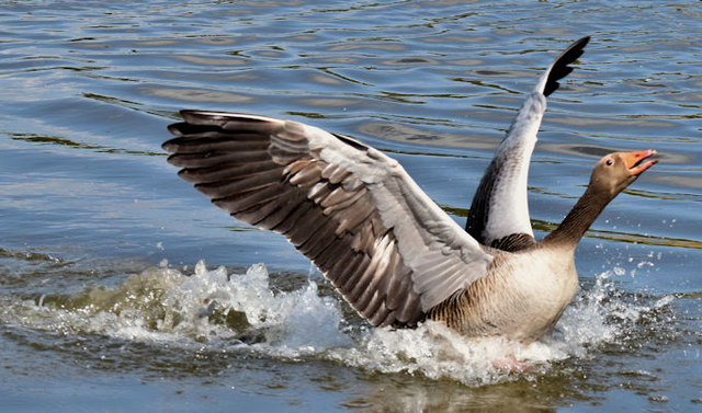 Goose As A Spirit Totem | Healing With Love And Light